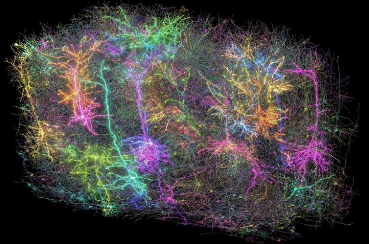 Biggest brain map ever details huge number of neurons and their ...